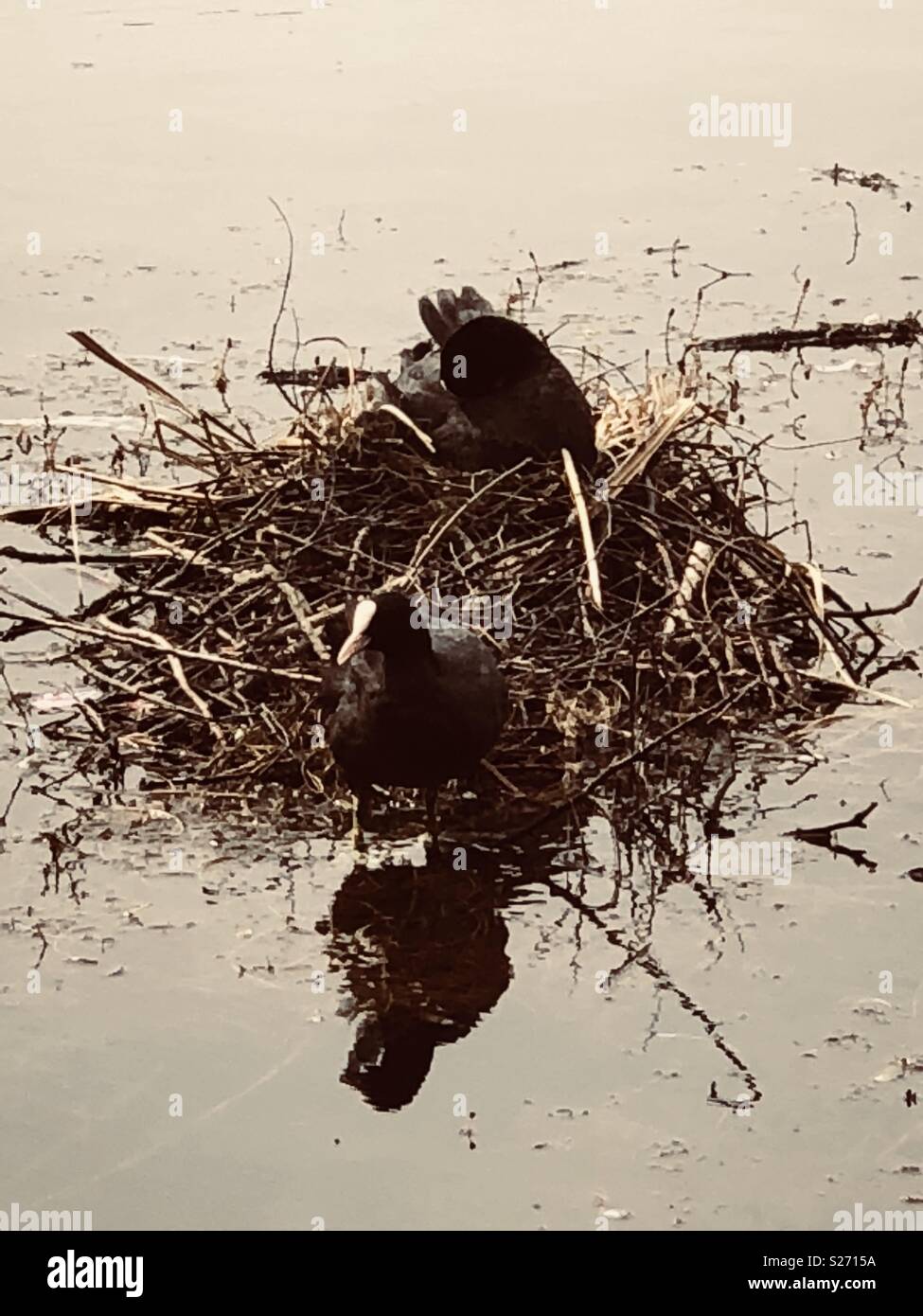Birds nesting hi-res stock photography and images - Alamy