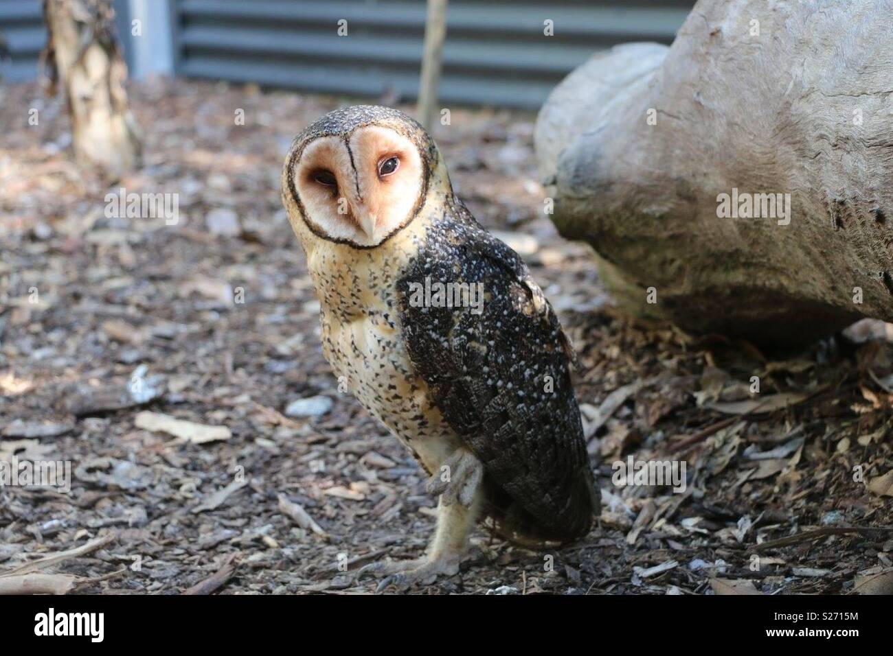 Melbourne Zoo Australia Stock Photo - Alamy