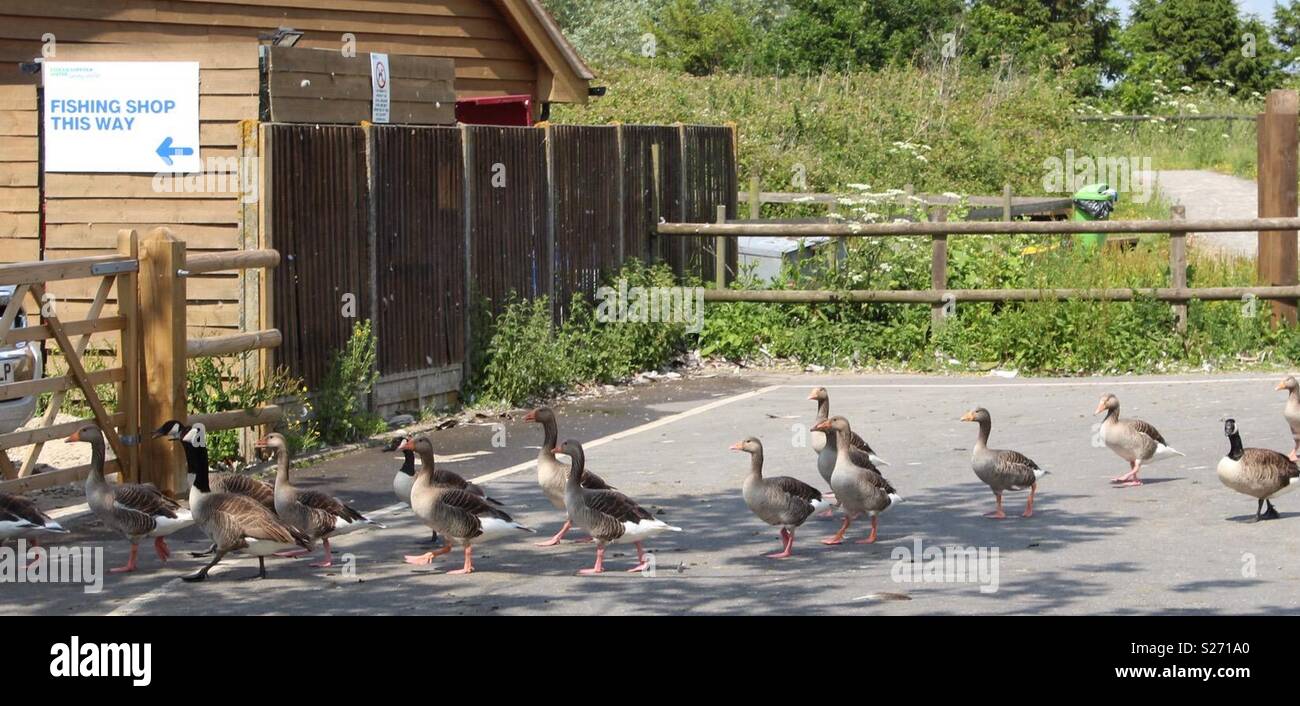 Fishing Shop This Way 2 Stock Photo - Alamy