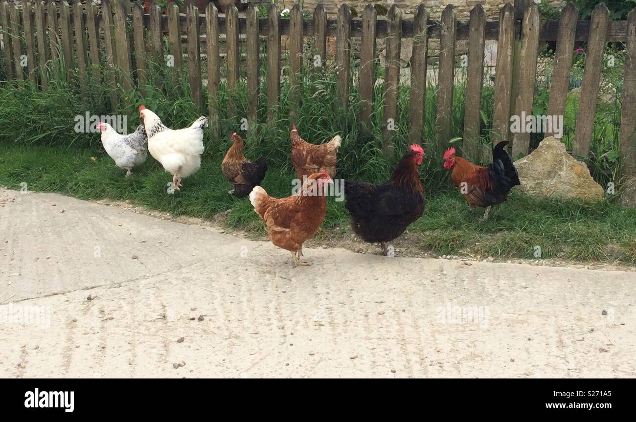 A meeting of chickens for a photo shoot. Chickens enjoying being centre ...