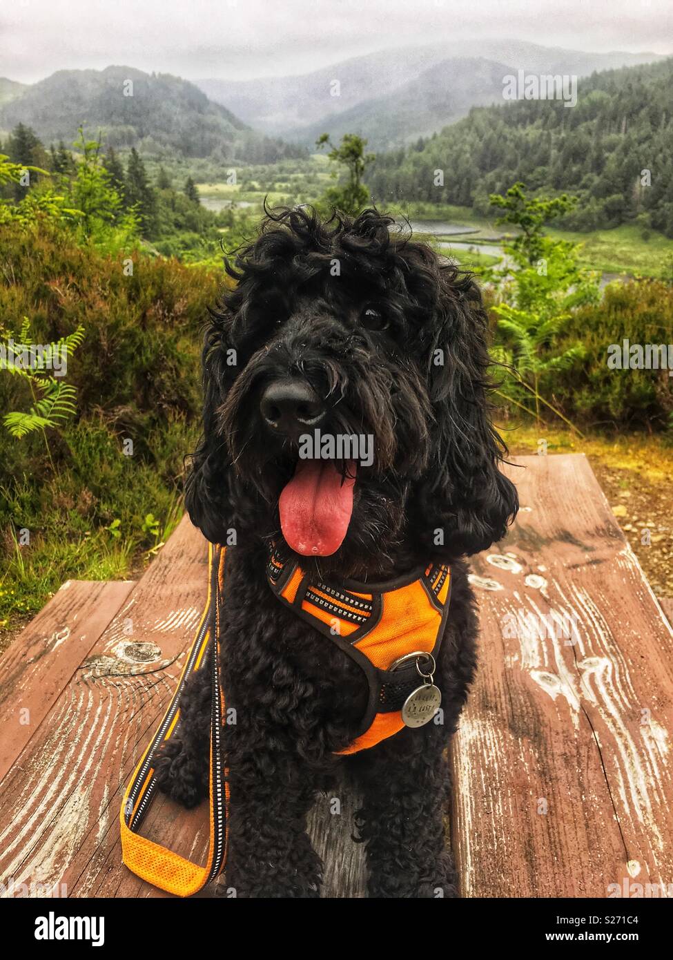 Pet adventures hi-res stock photography and images - Alamy