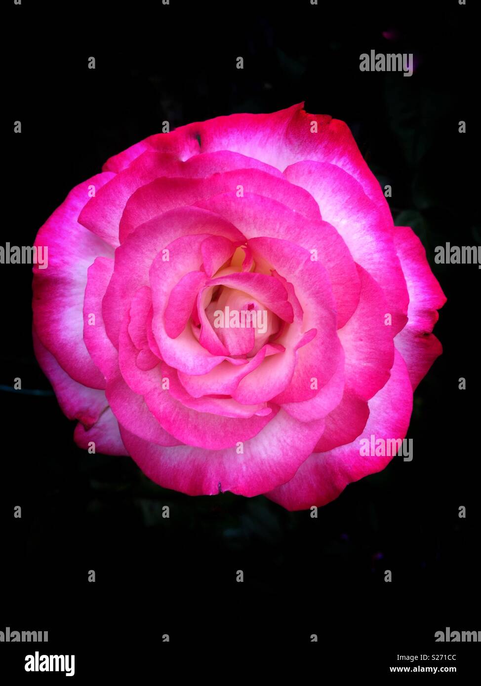 Variegated rose hi-res stock photography and images - Alamy