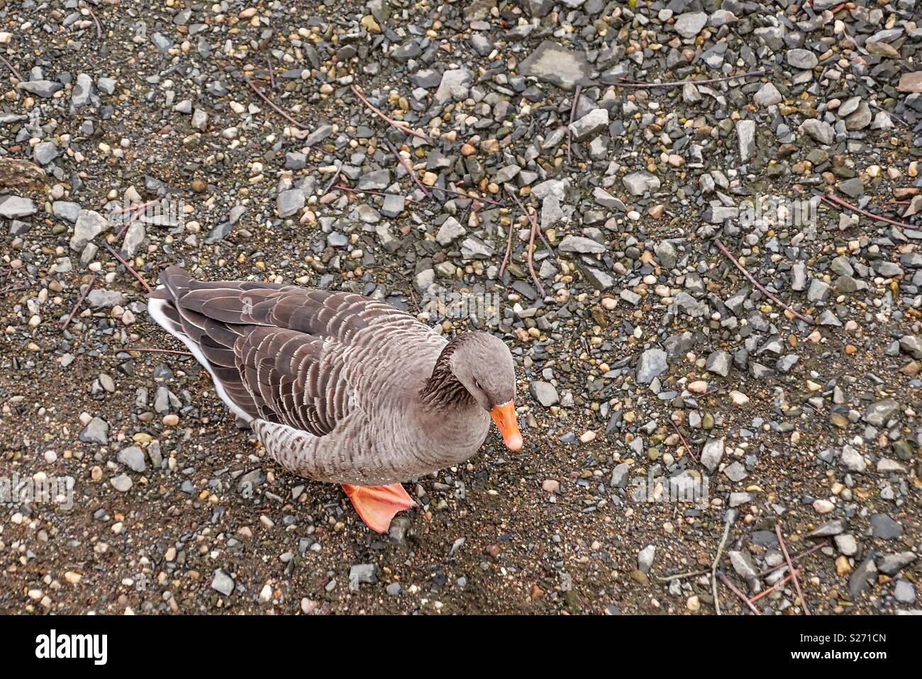 A gray goose runs on the gravel floor, View from the top of the plumage ...