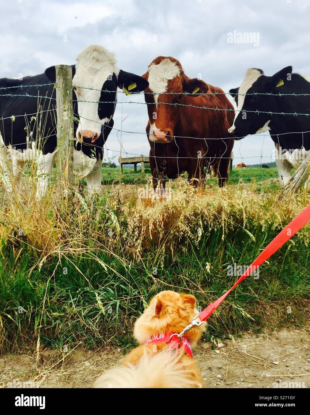 Dog and cows hi-res stock photography and images - Alamy