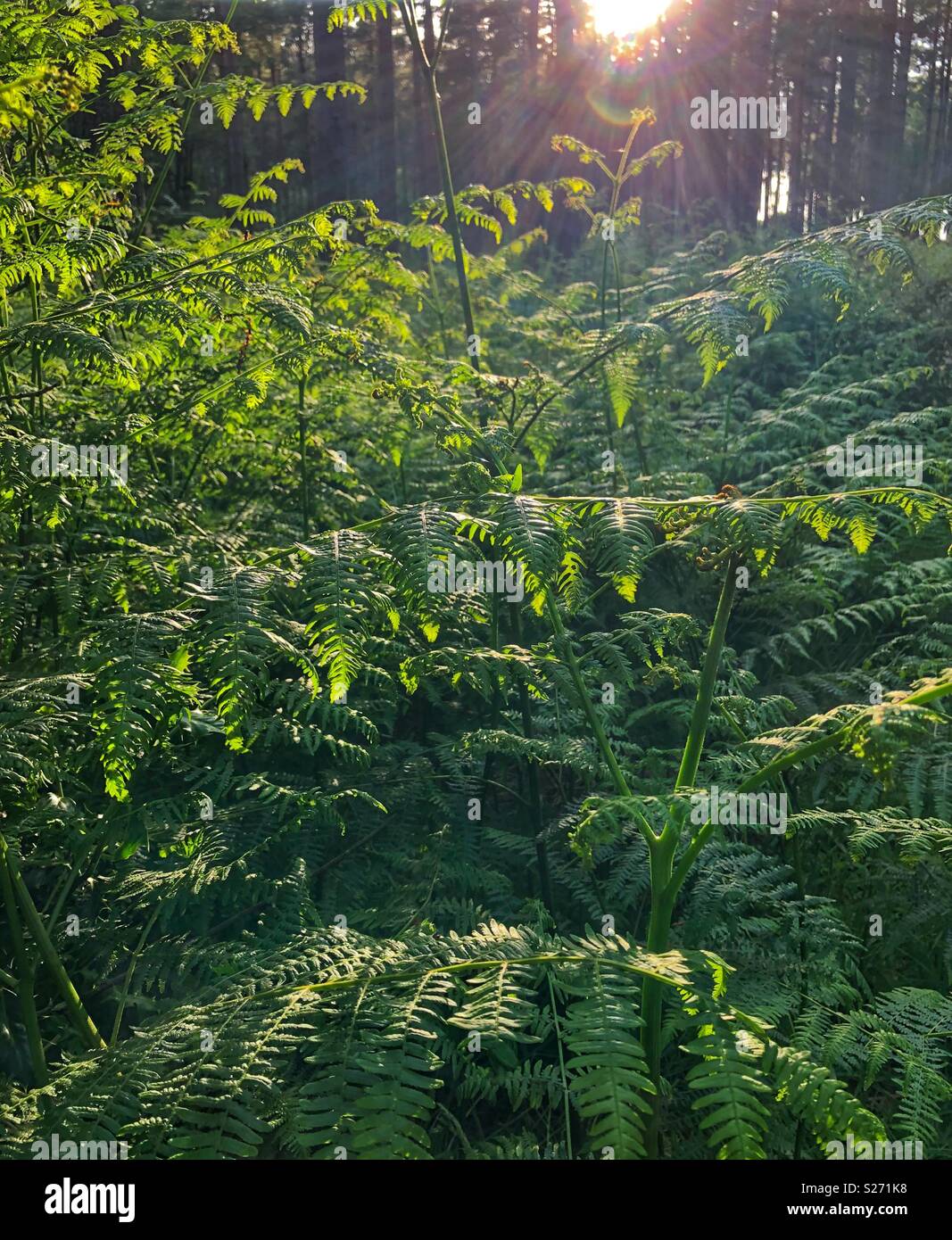 Ferns in sun hi-res stock photography and images - Alamy