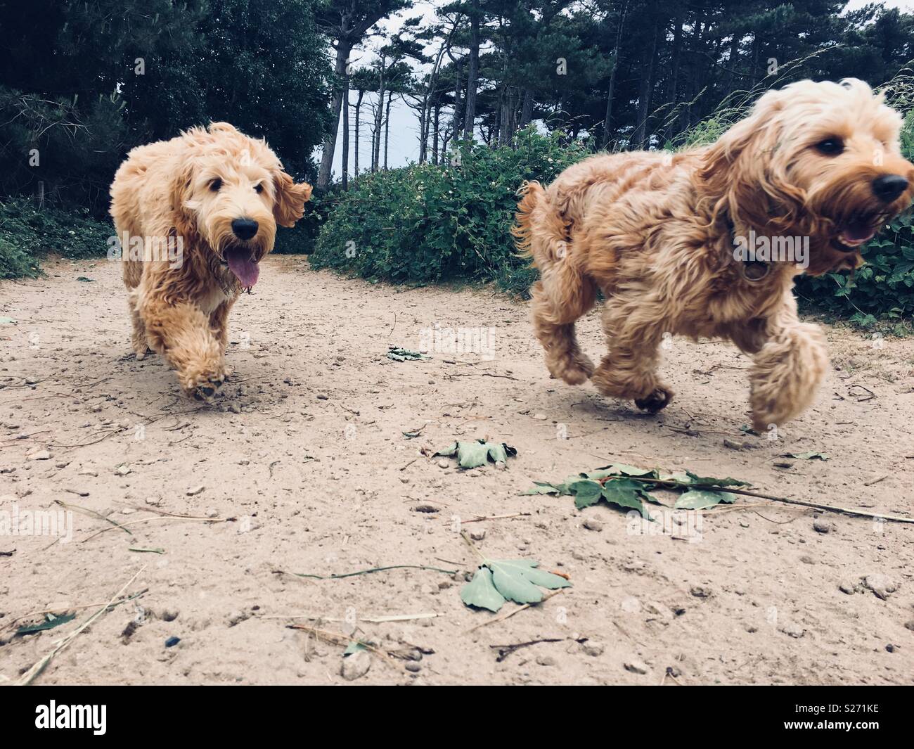Cockapoo dogs hi-res stock photography and images - Alamy