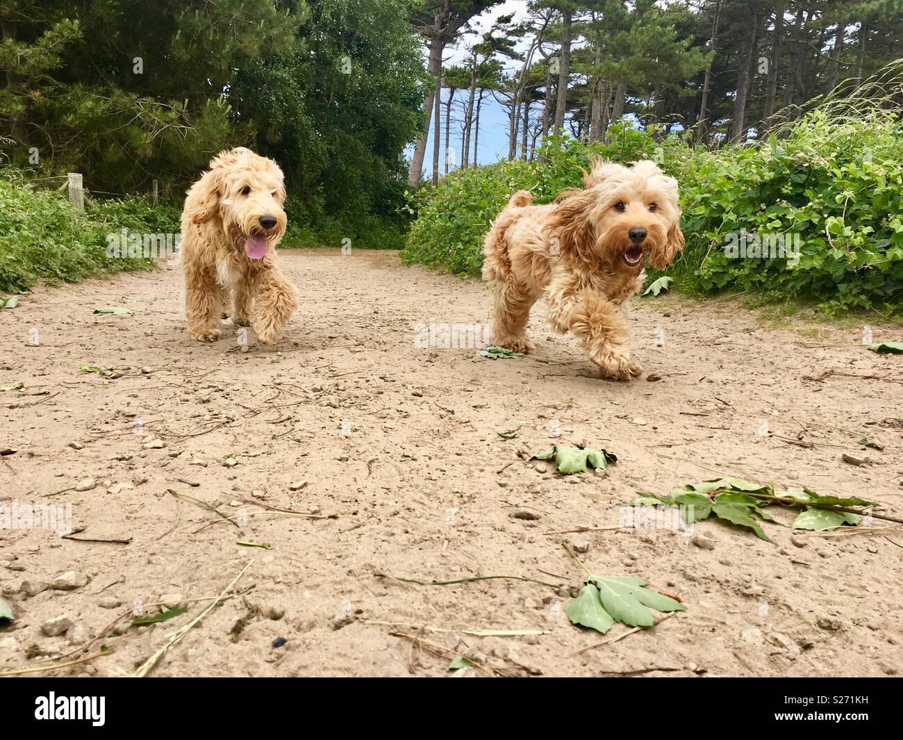 Two cockapoos hi-res stock photography and images - Alamy