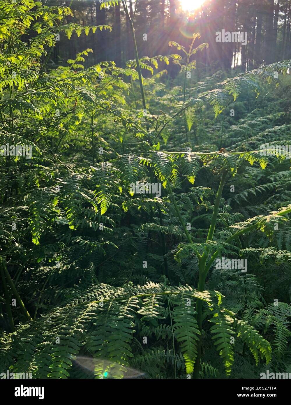 Wild ferns hi-res stock photography and images - Alamy
