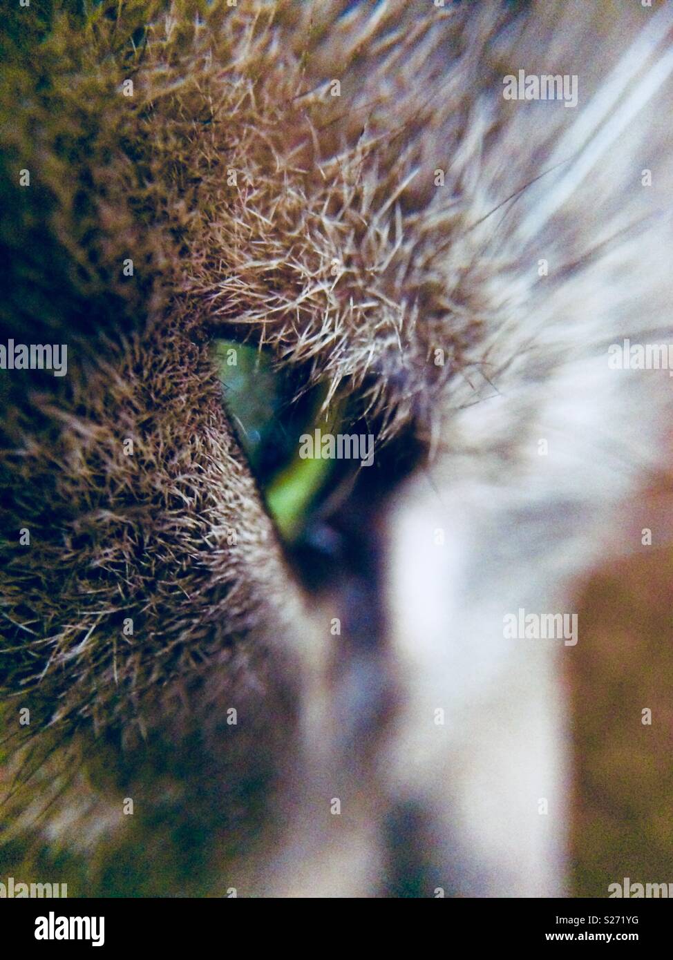 Side angle face hi-res stock photography and images - Alamy