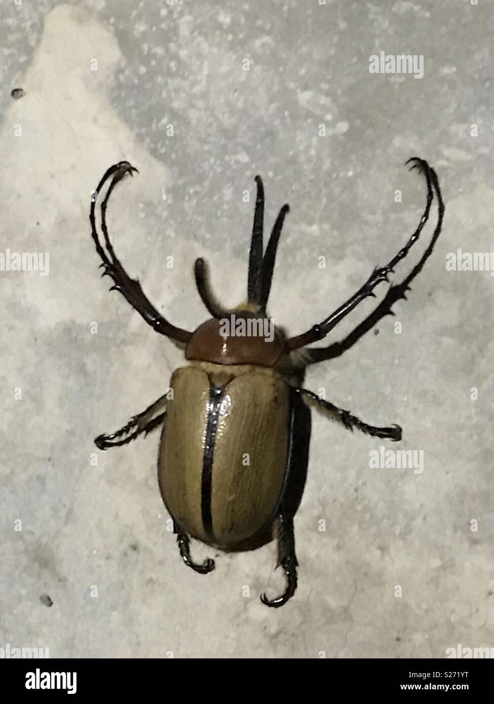 Rhinoceros Beetle, Cuenca Ecuador Stock Photo - Alamy
