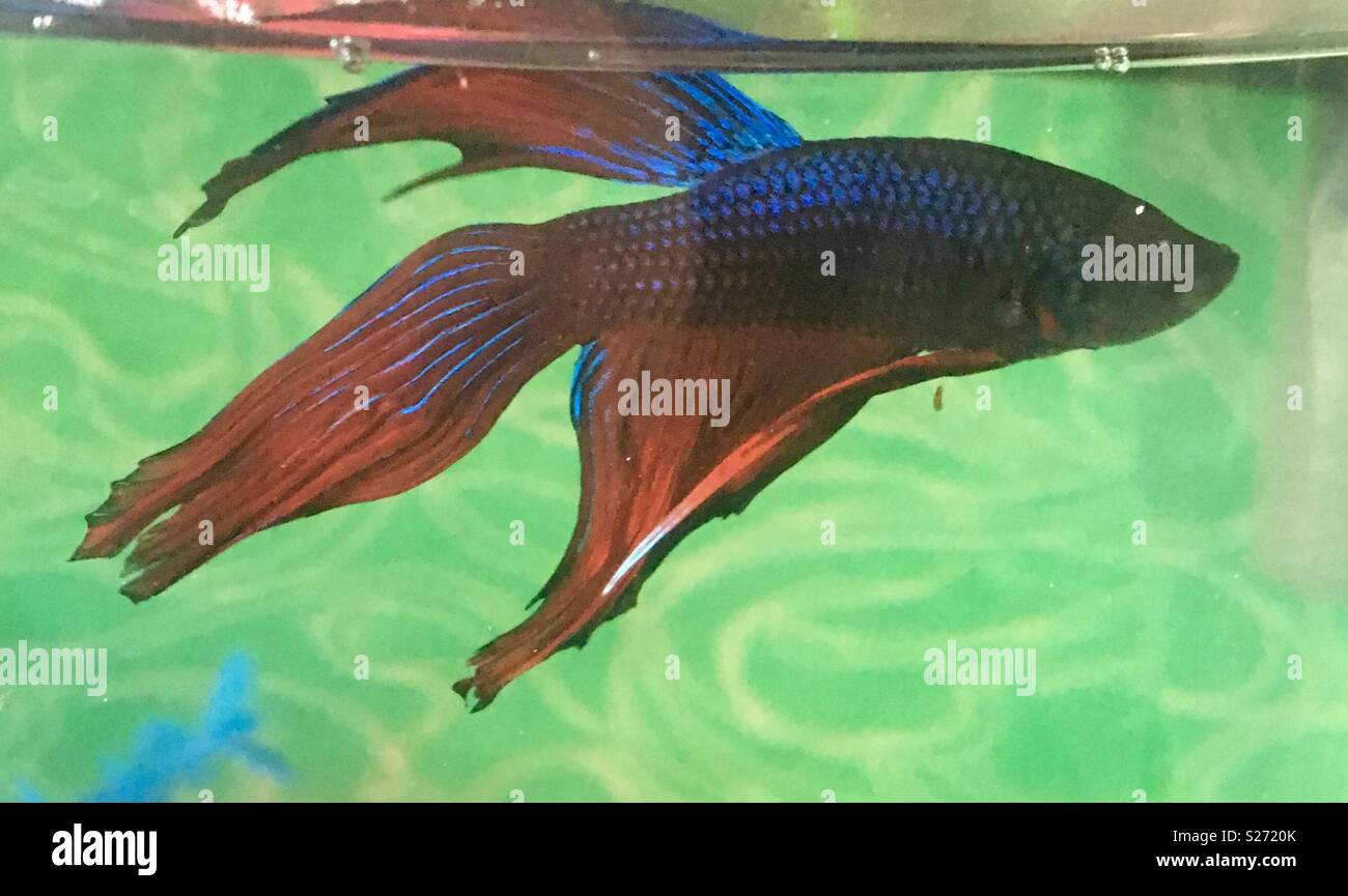 Archer fish hi-res stock photography and images - Alamy