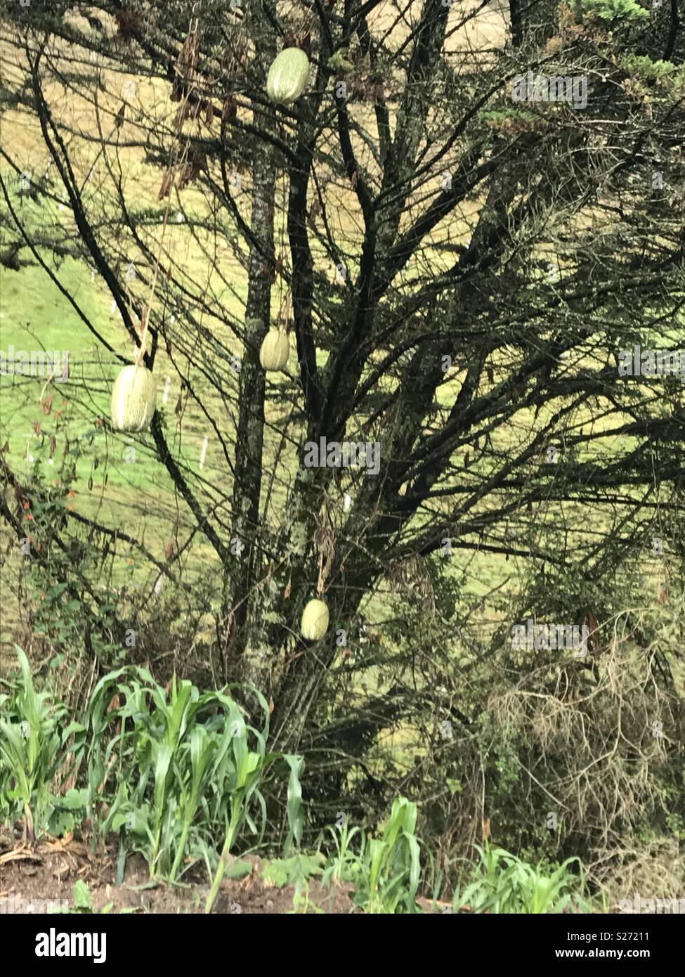 Unusual fruit hi-res stock photography and images - Alamy