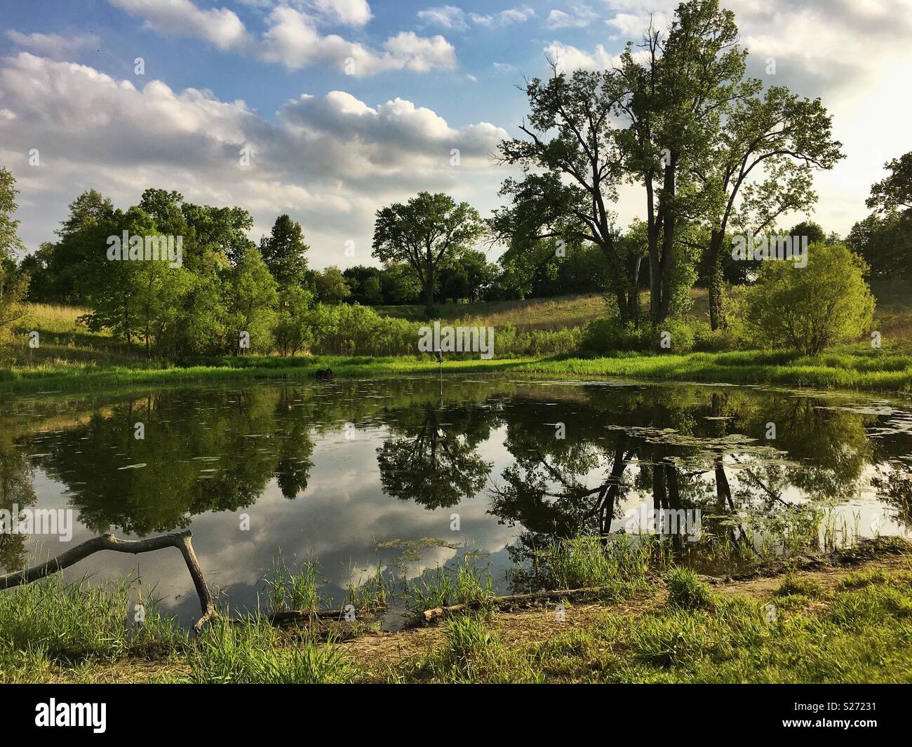 Landscape with pond and tree reflections Stock Photo - Alamy