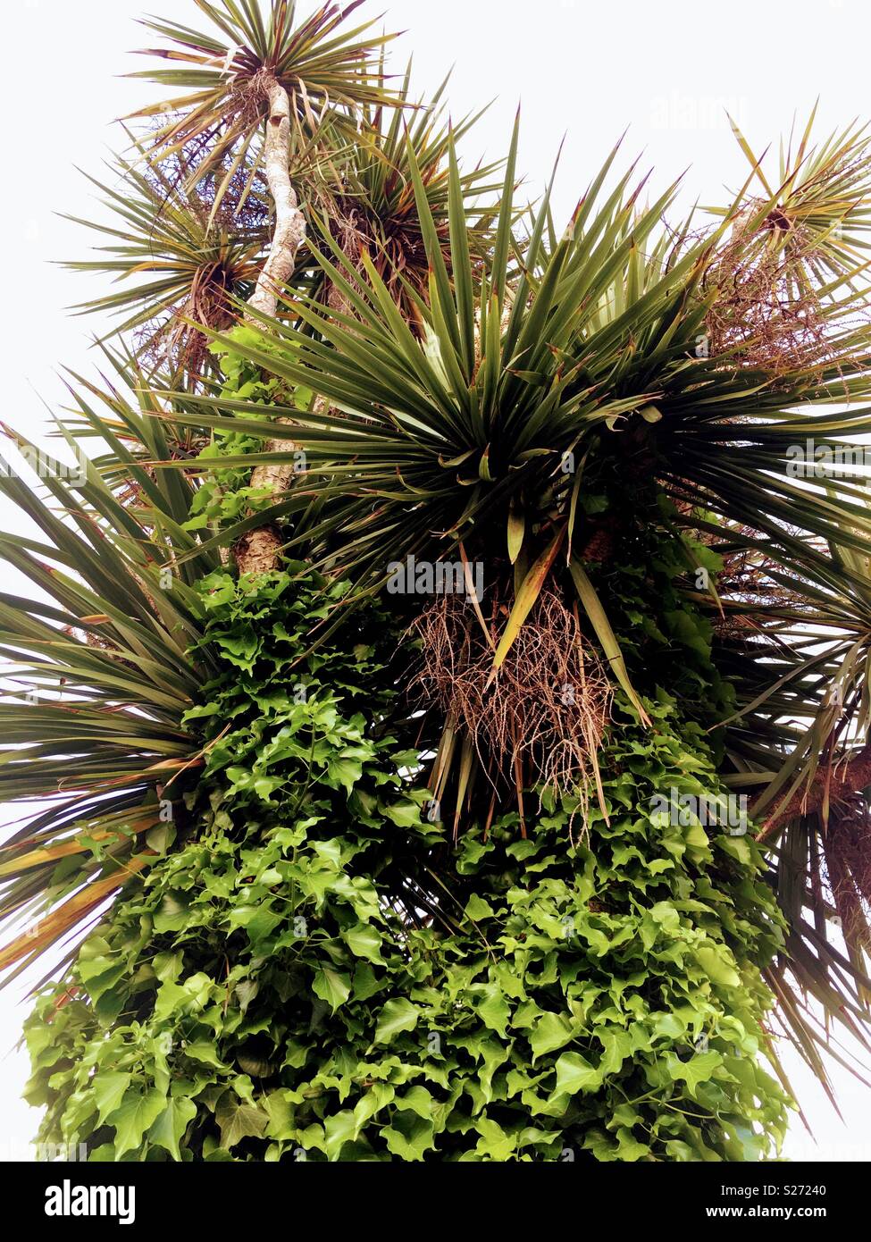 High Palm Tree Wrapped in a Stalking Plant Stock Photo - Alamy