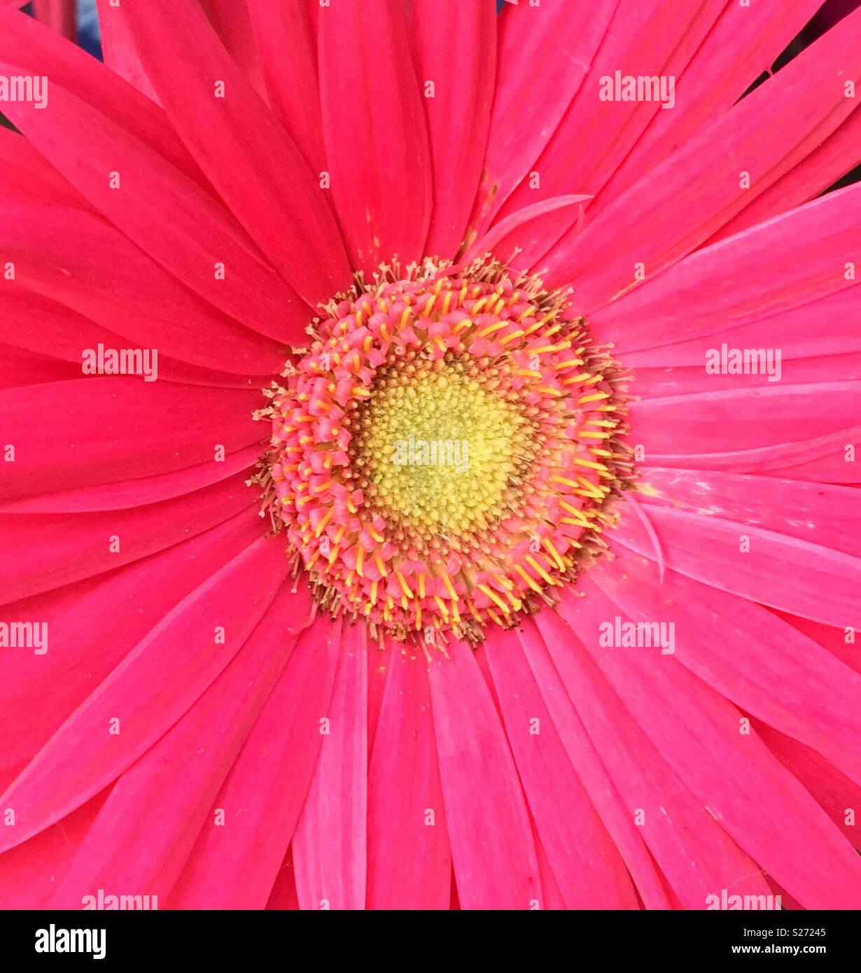 Center of pink daisy Stock Photo - Alamy