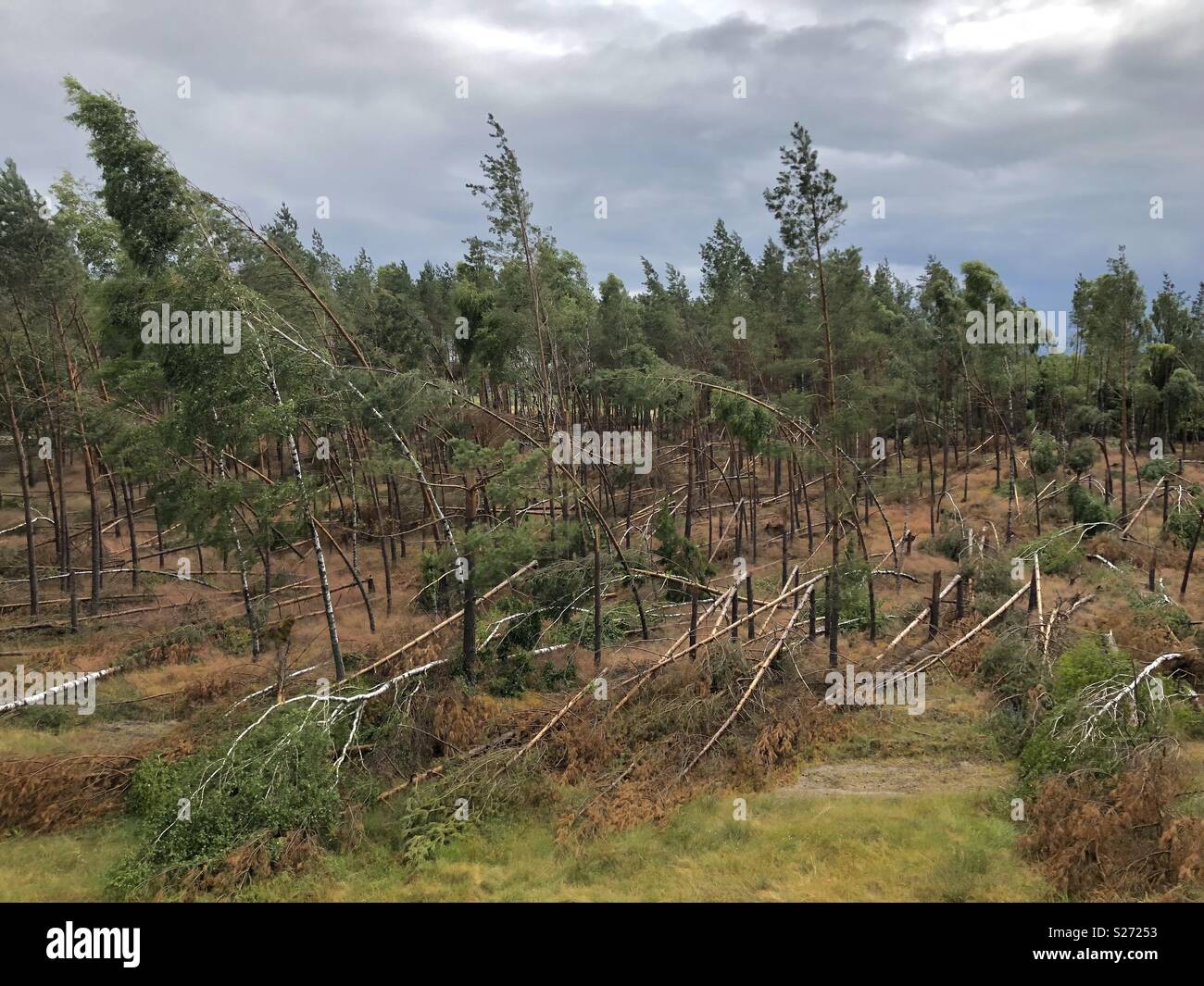 Devastated forest after strong wind Stock Photo - Alamy Devastated forest after strong wind Stock Photo - Alamy