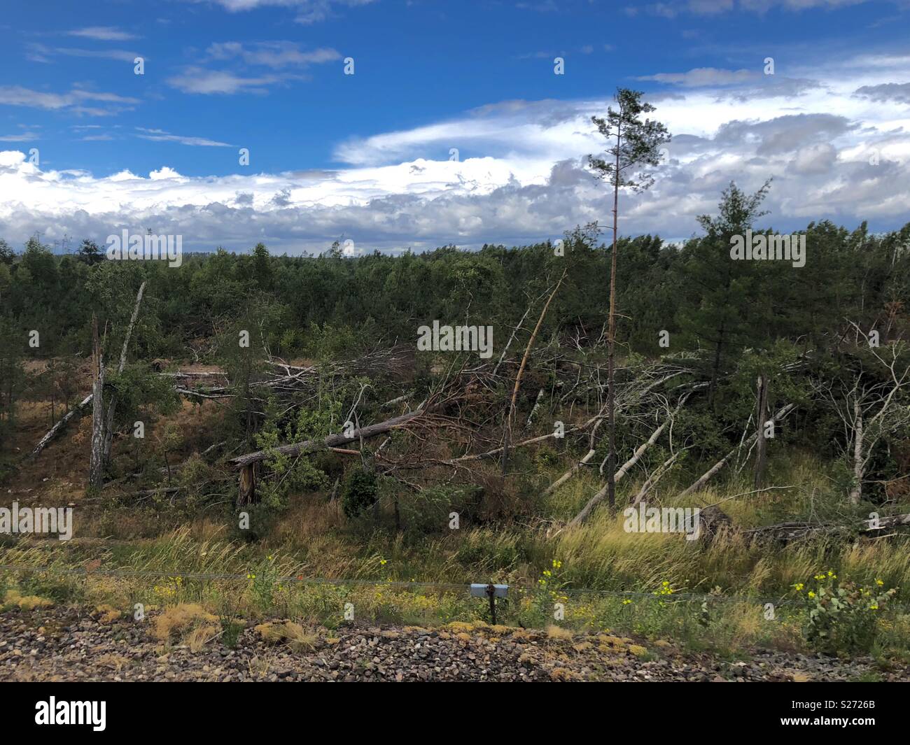 Forest After Storm High Resolution Stock Photography and Images - Alamy
