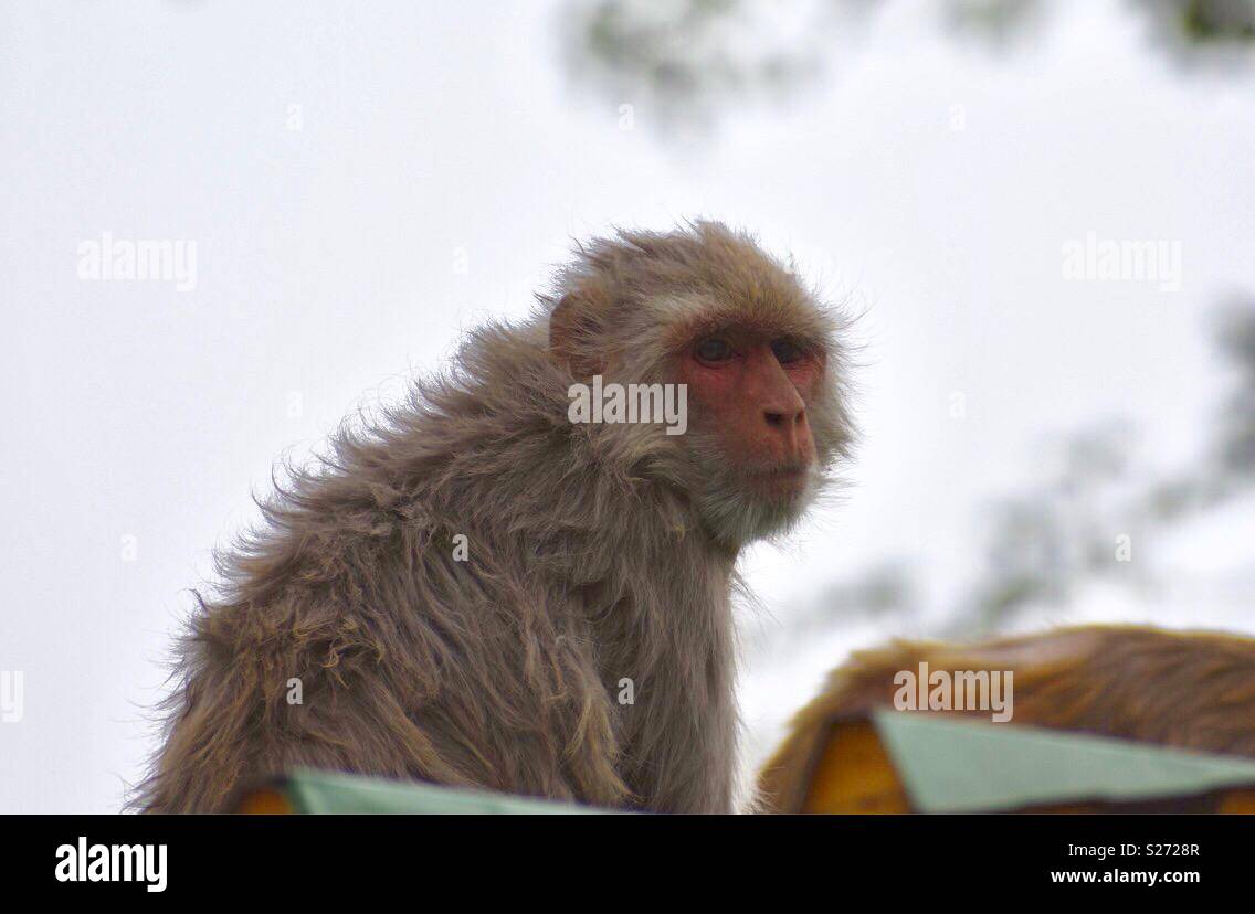 Innocence? Stare? Look? M confused Stock Photo - Alamy