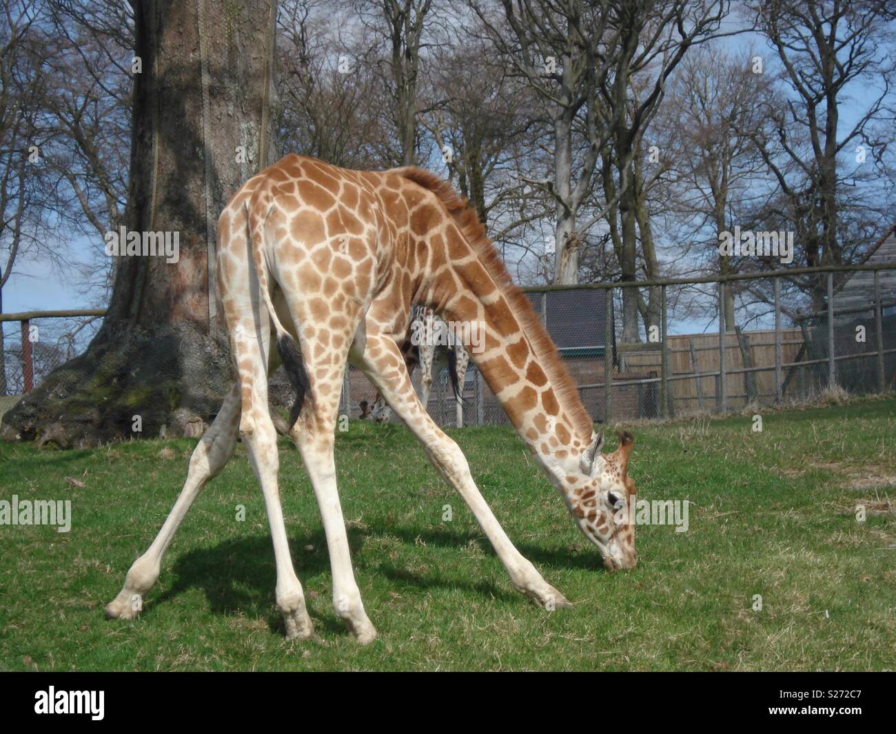 Giraffe eating grass Stock Photo - Alamy