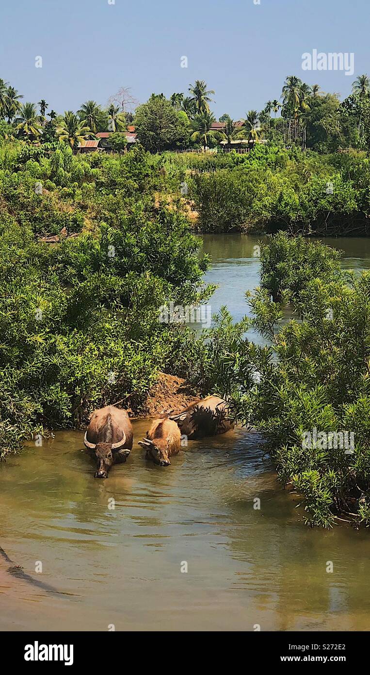 Jungle water animals hi-res stock photography and images - Alamy