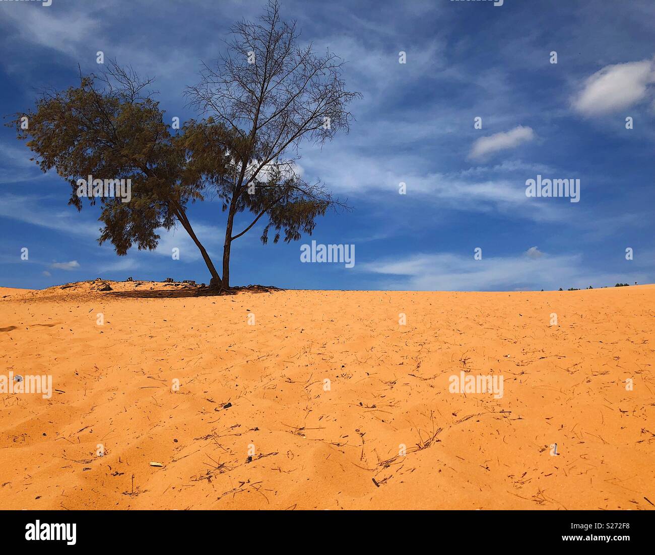 Sand dunes with single tree and blue sky with light cloud Stock Photo ...