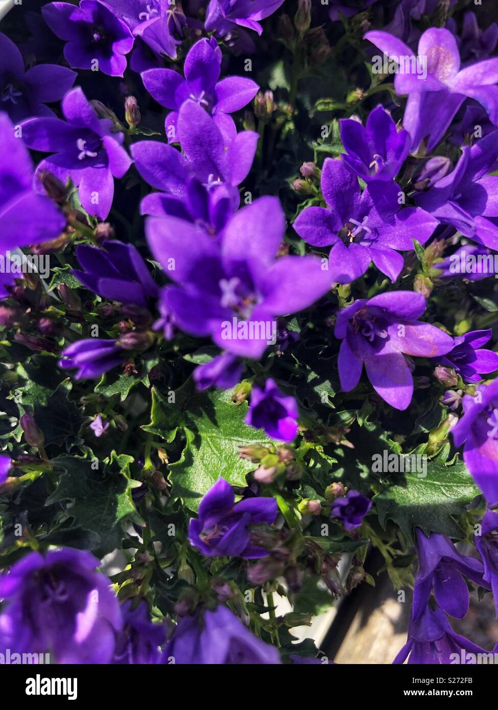 Ambella hi-res stock photography and images - Alamy