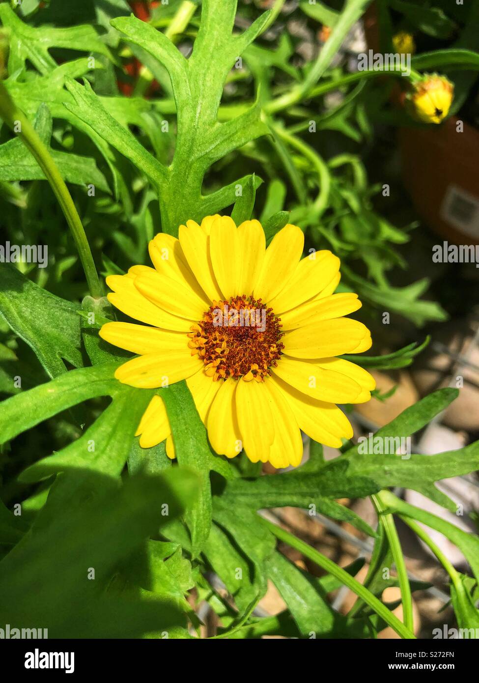 Argyranthemum grandaisy hi-res stock photography and images - Alamy