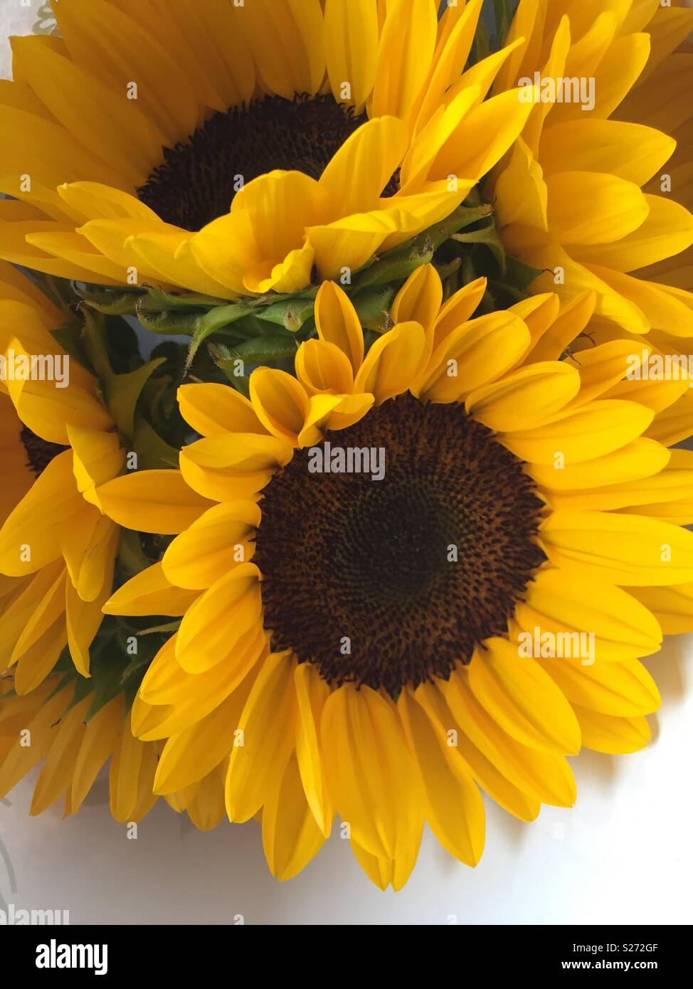 Multiple sunflowers hi-res stock photography and images - Alamy