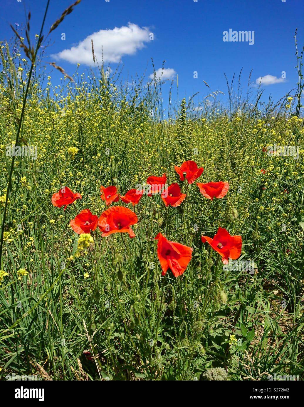Poppys on a summer’s day Stock Photo - Alamy
