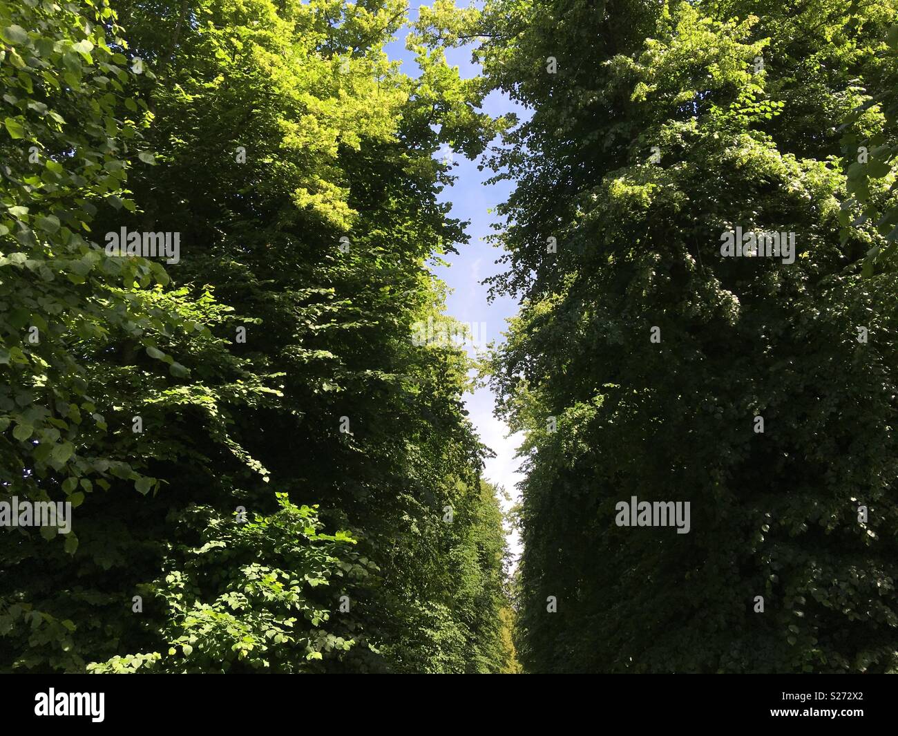 An avenue of lime trees in England Stock Photo - Alamy