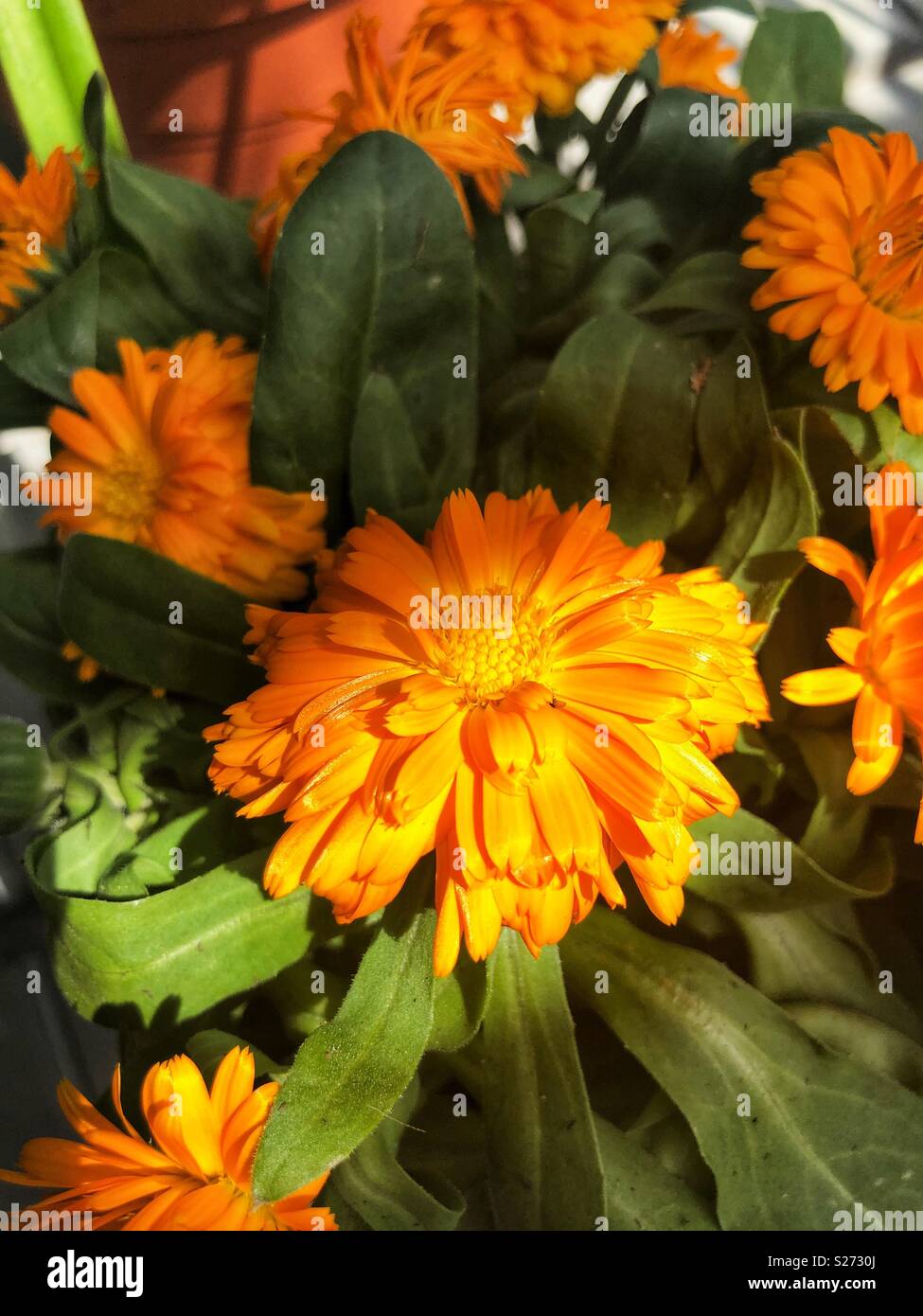 calendula orange flowers Stock Photo - Alamy