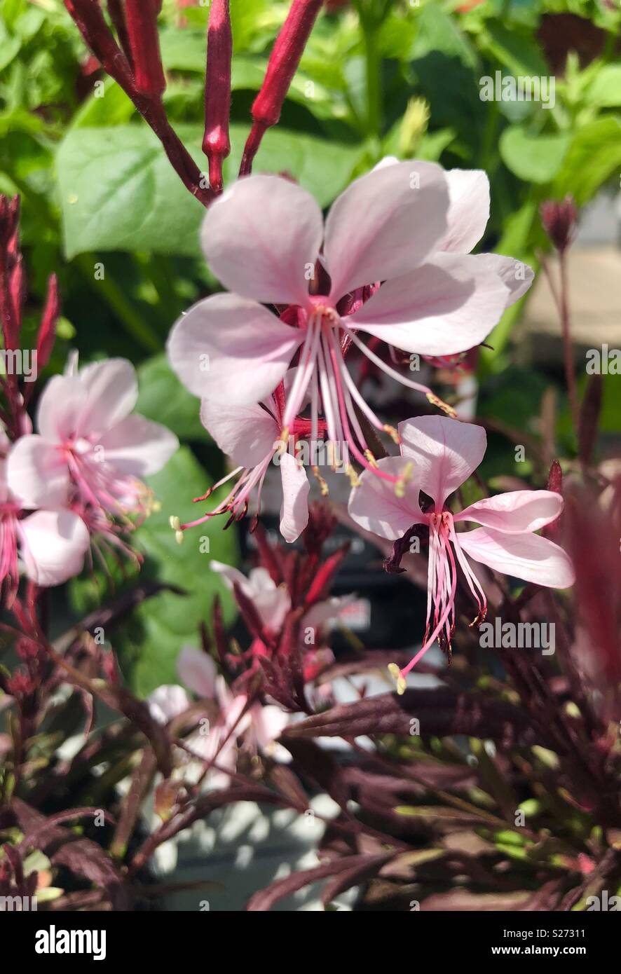 Gaura flowers hi-res stock photography and images - Alamy