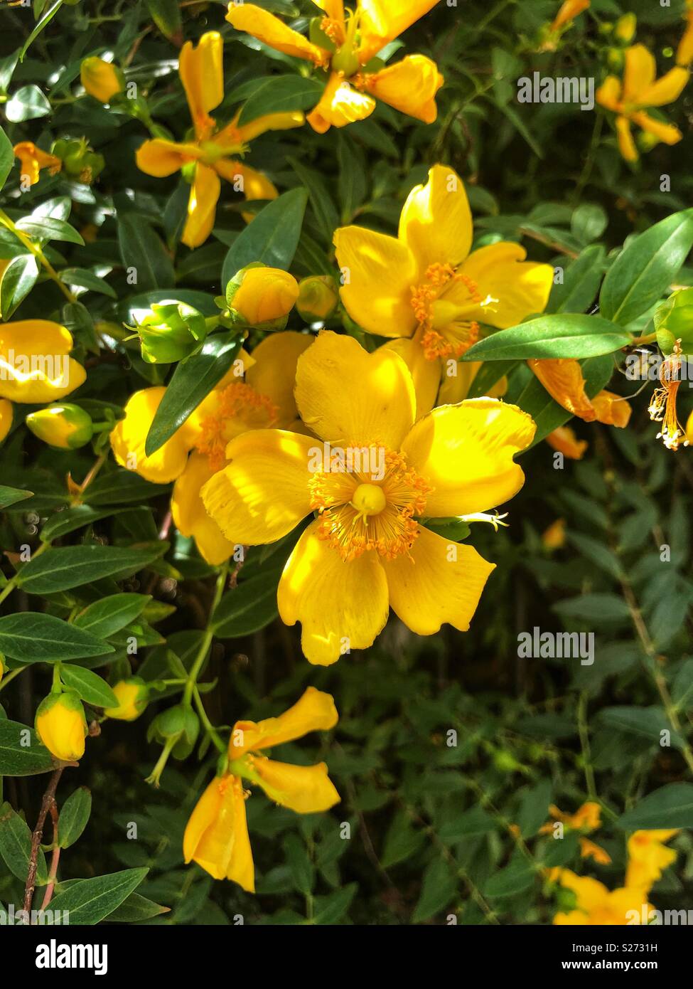 Poppy tree hi-res stock photography and images - Alamy