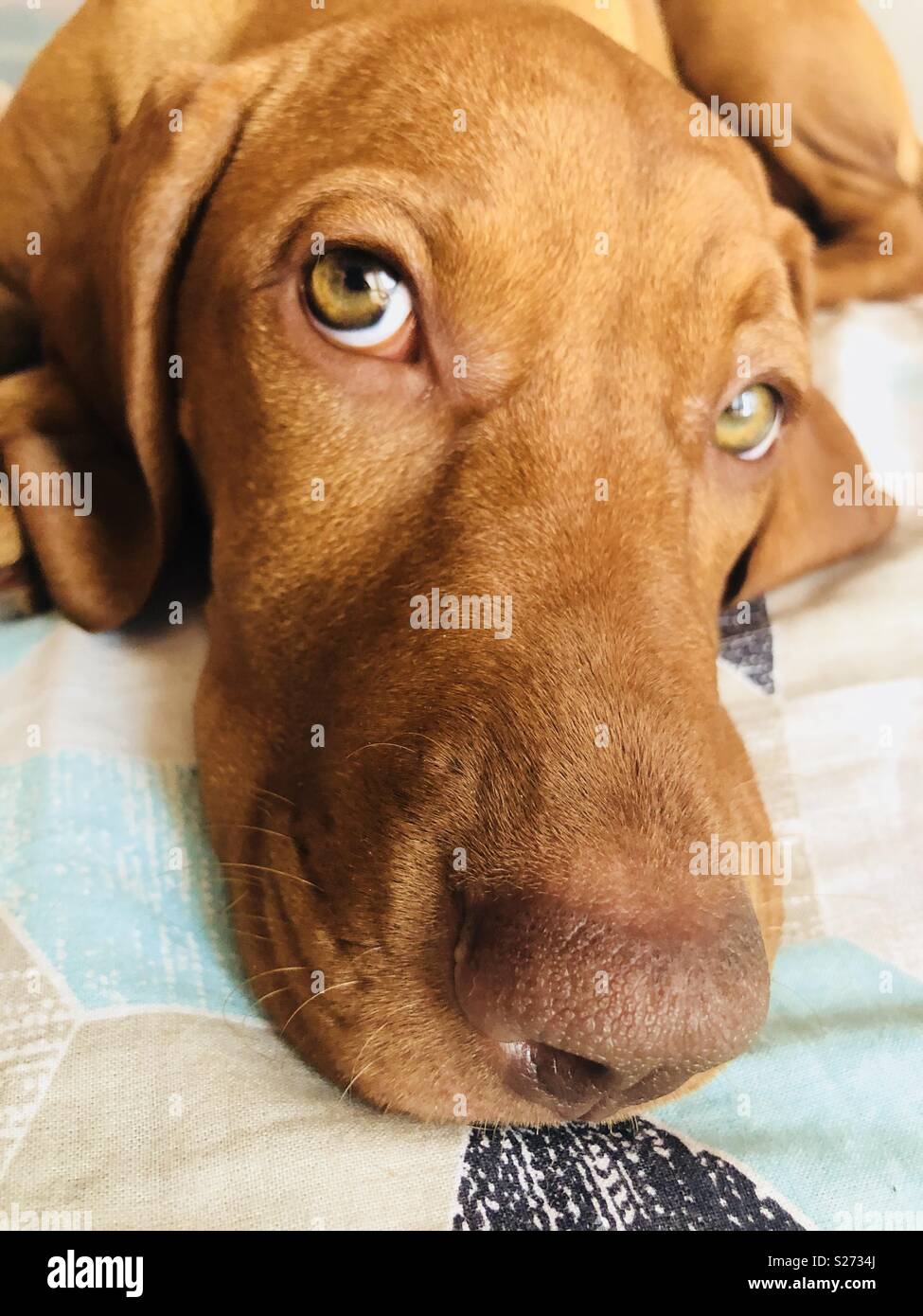Lovely puppy face Stock Photo - Alamy