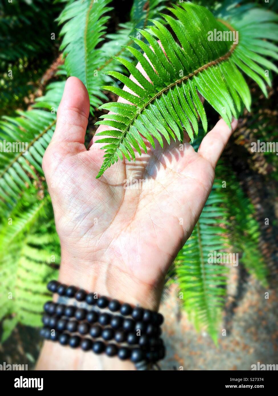 Hand touching nature hi-res stock photography and images - Alamy