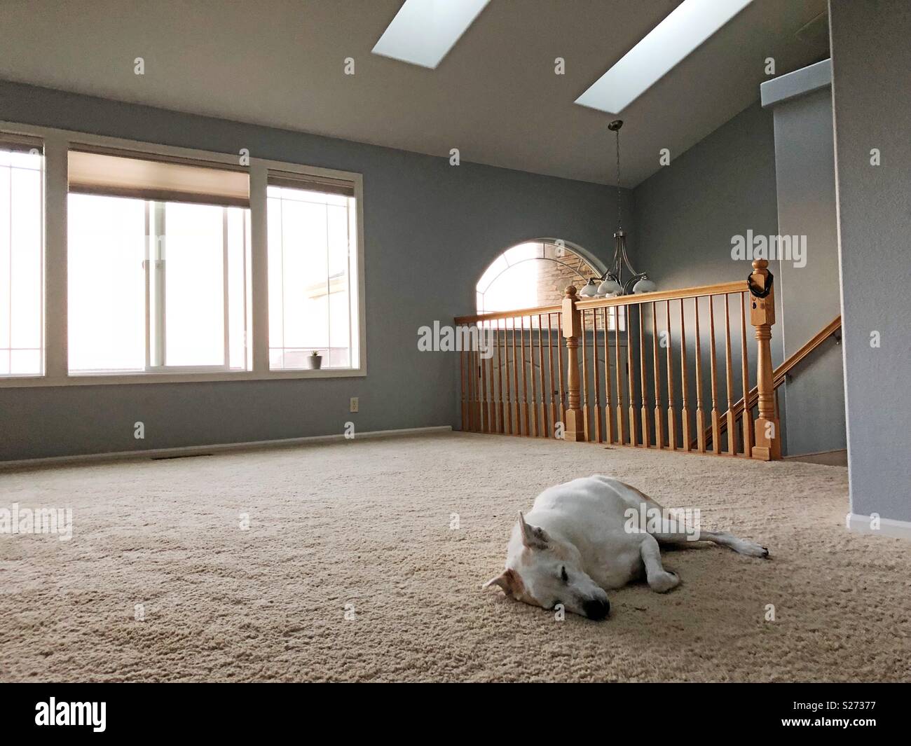 Empty dog house hi-res stock photography and images - Alamy