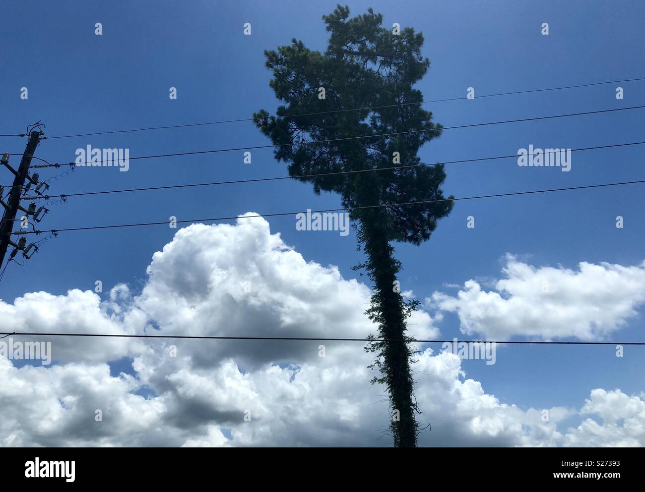 Leaning pine tree hi-res stock photography and images - Alamy