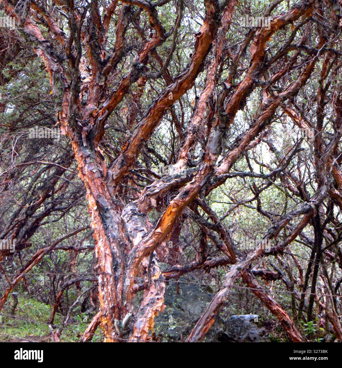 Exotic trees hi-res stock photography and images - Alamy