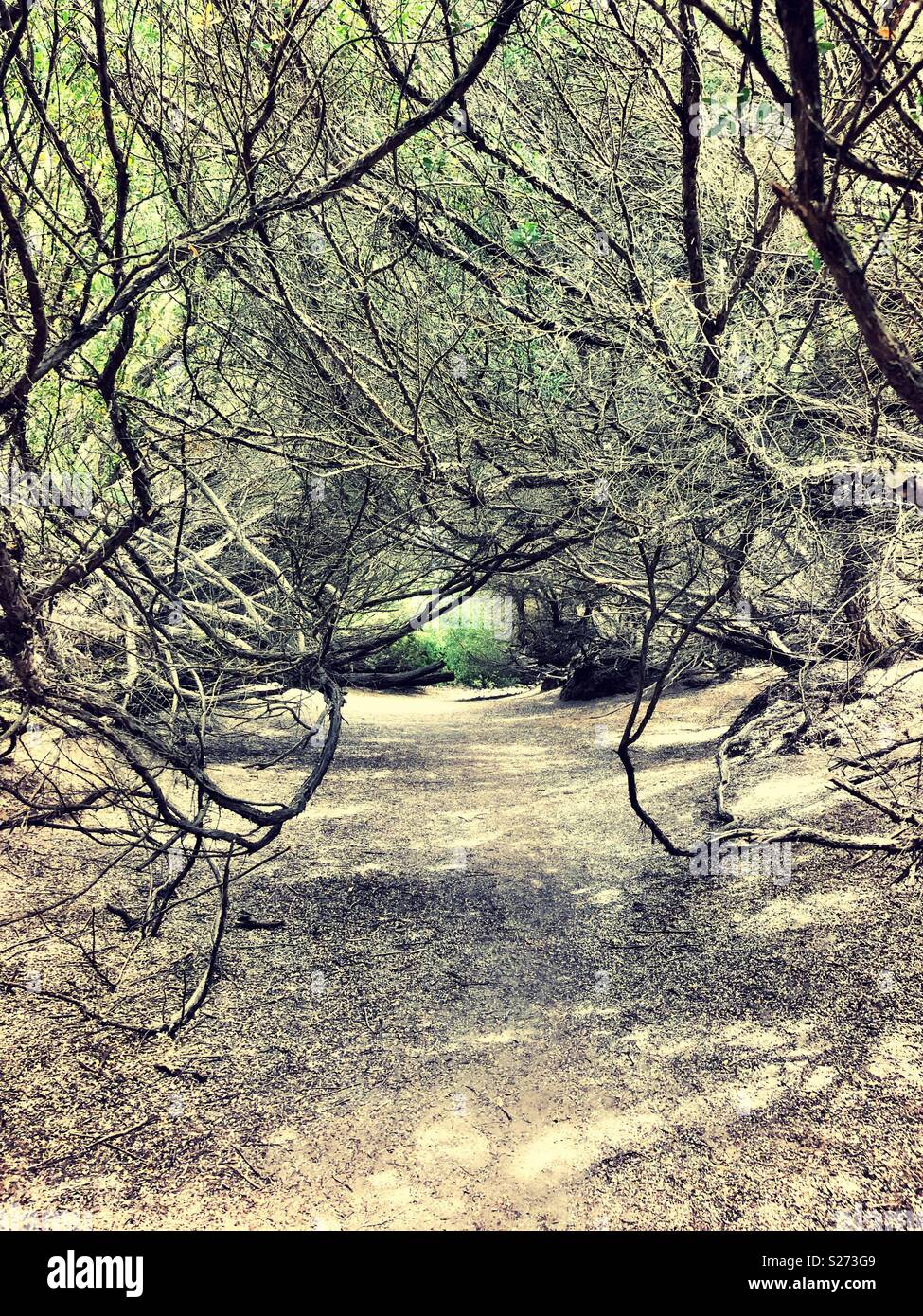 Pathway through magical tree tunnel Stock Photo - Alamy