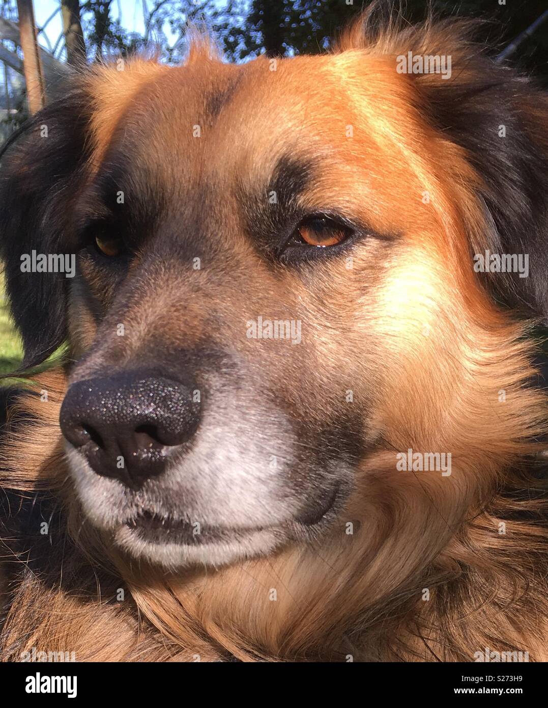 Collie cross hi-res stock photography and images - Alamy