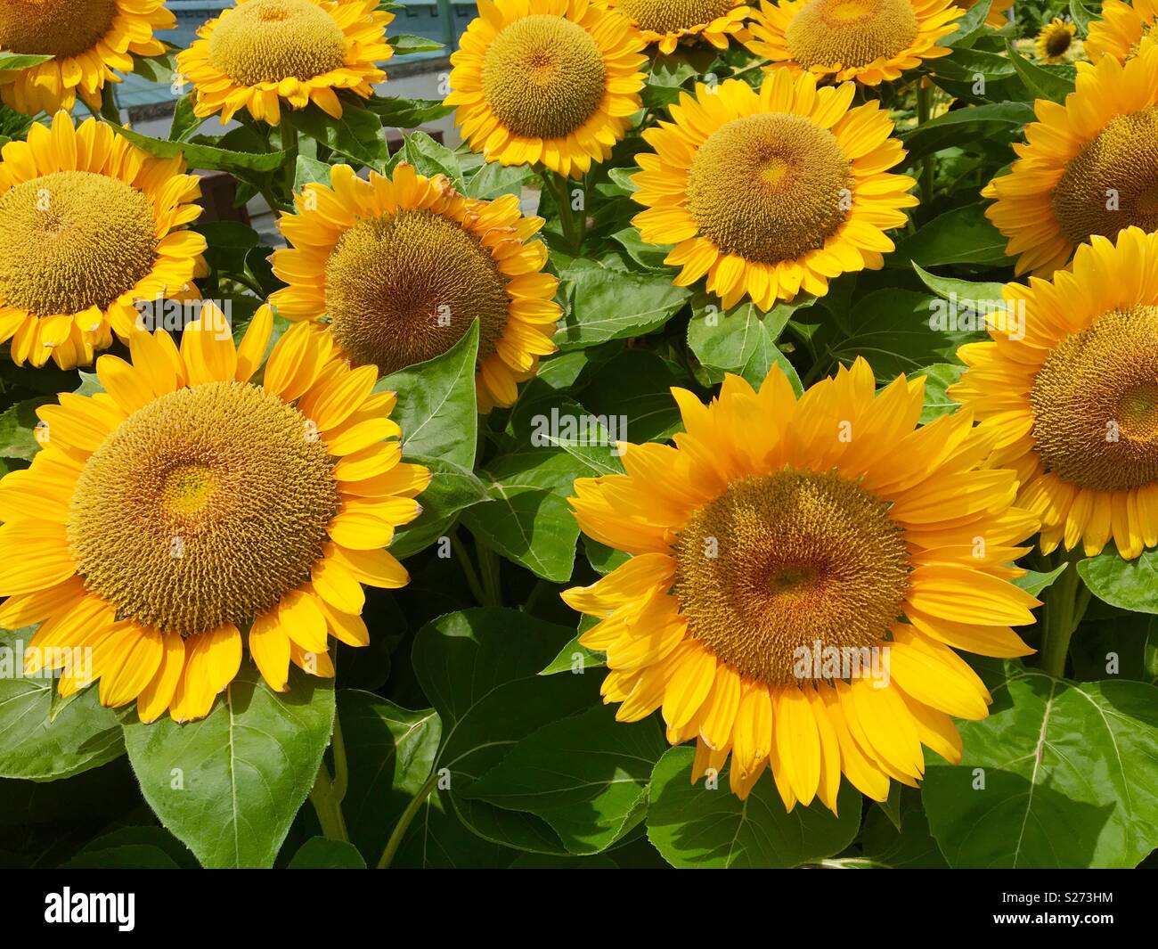Sunflowers in bloom Stock Photo - Alamy