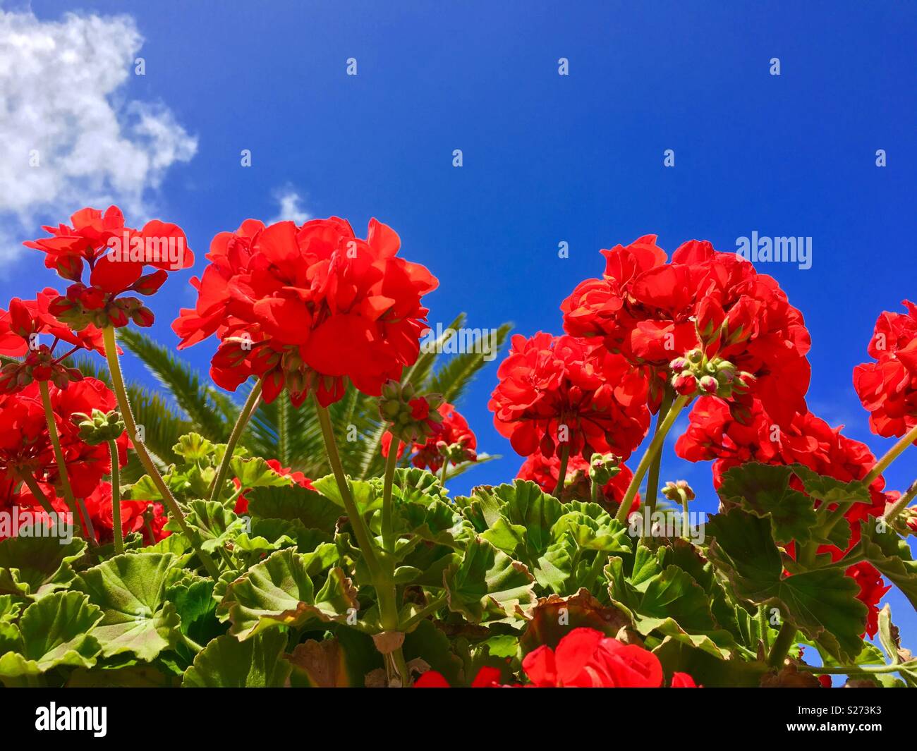 Bahai Gardens Flowers