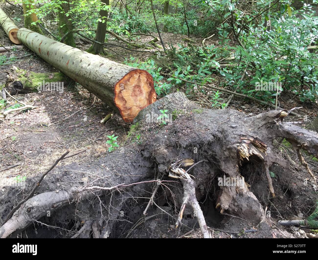 Tree that has been cut down in the woods Stock Photo - Alamy
