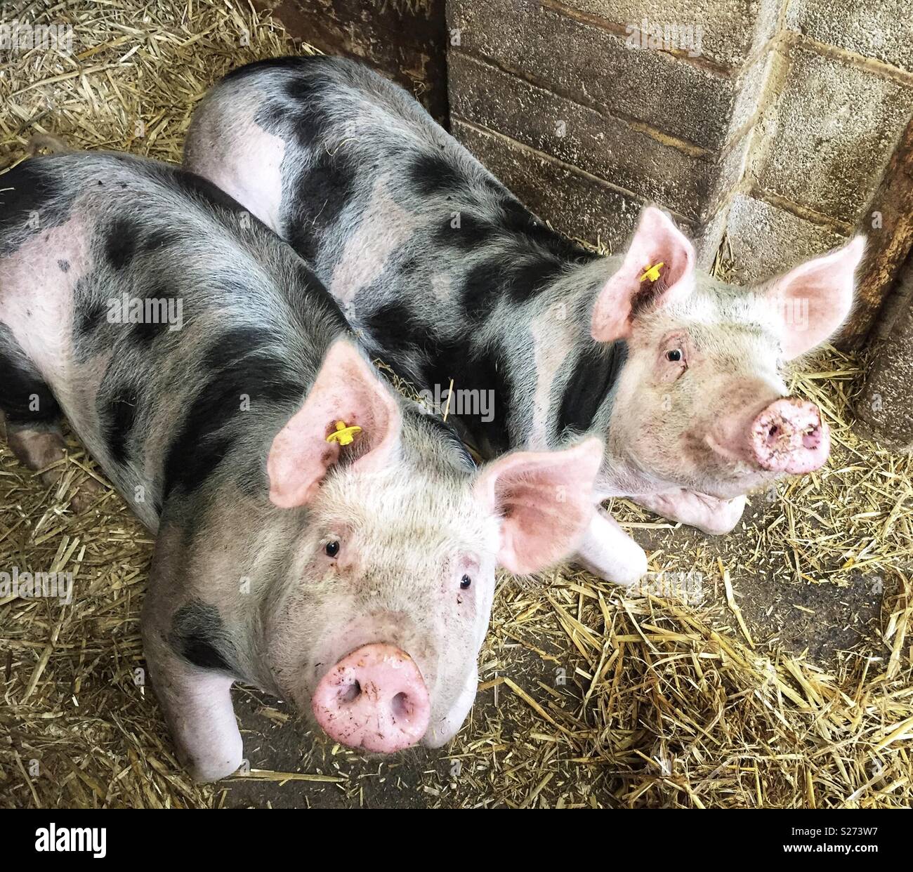 Two pigs hi-res stock photography and images - Alamy