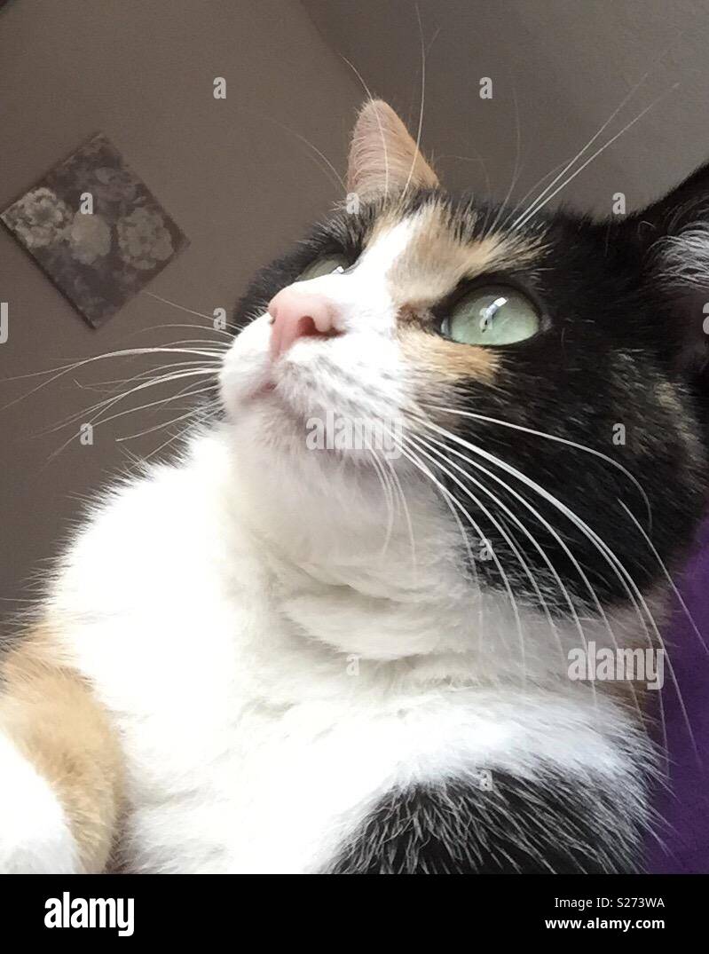 Calico cat black white ginger hi-res stock photography and images - Alamy