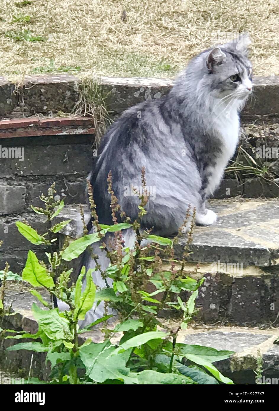 Silver Tabby She Cat