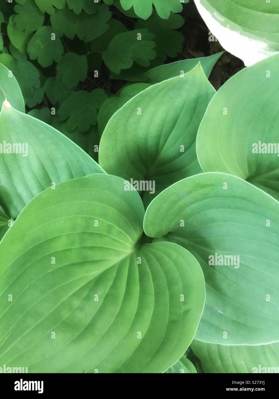 Perennial hostas hi-res stock photography and images - Alamy