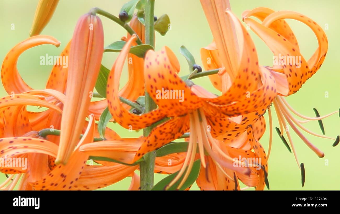 Tiger lilies and colorful flowers hi-res stock photography and images ...