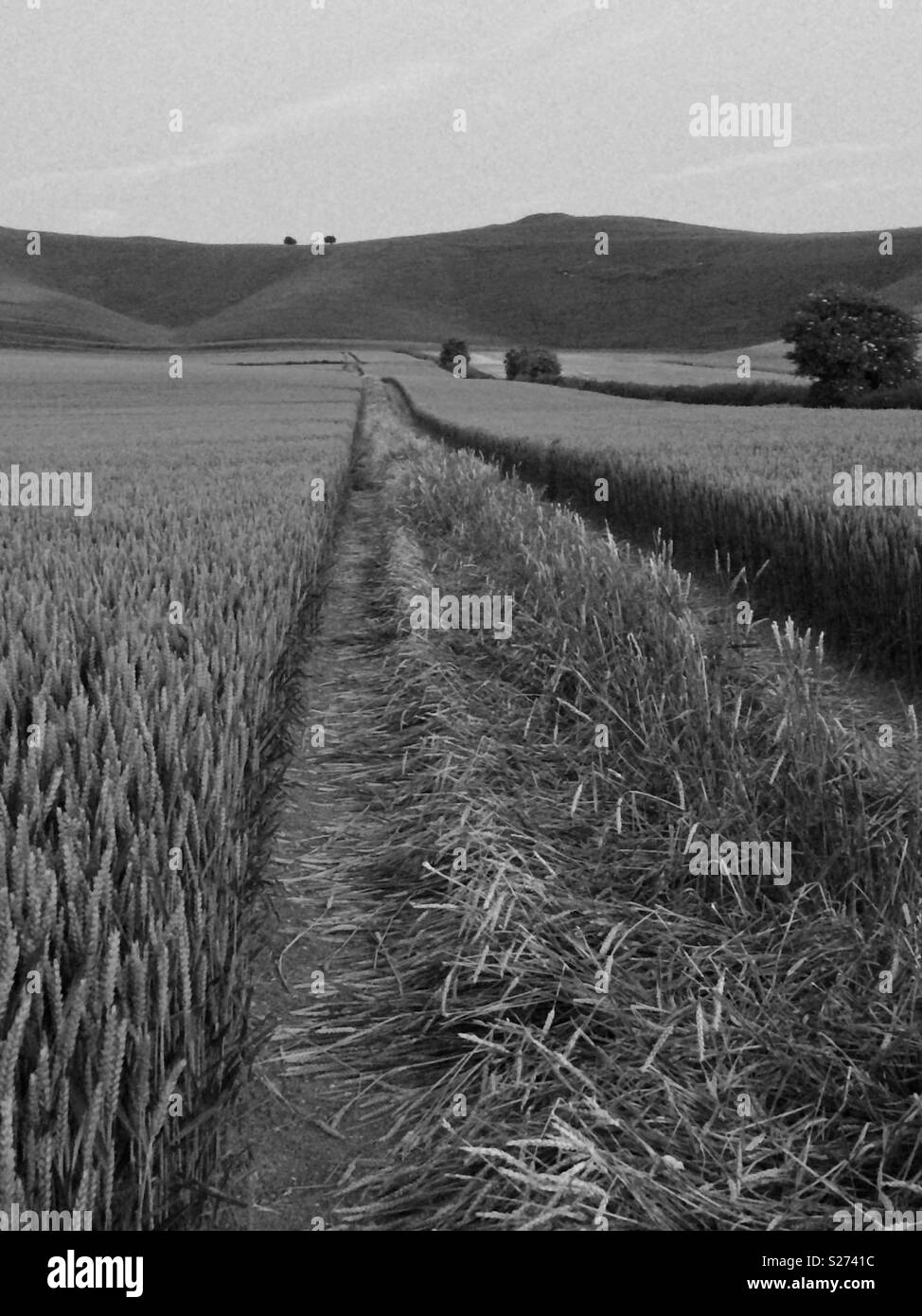 Field tramlines hi-res stock photography and images - Alamy