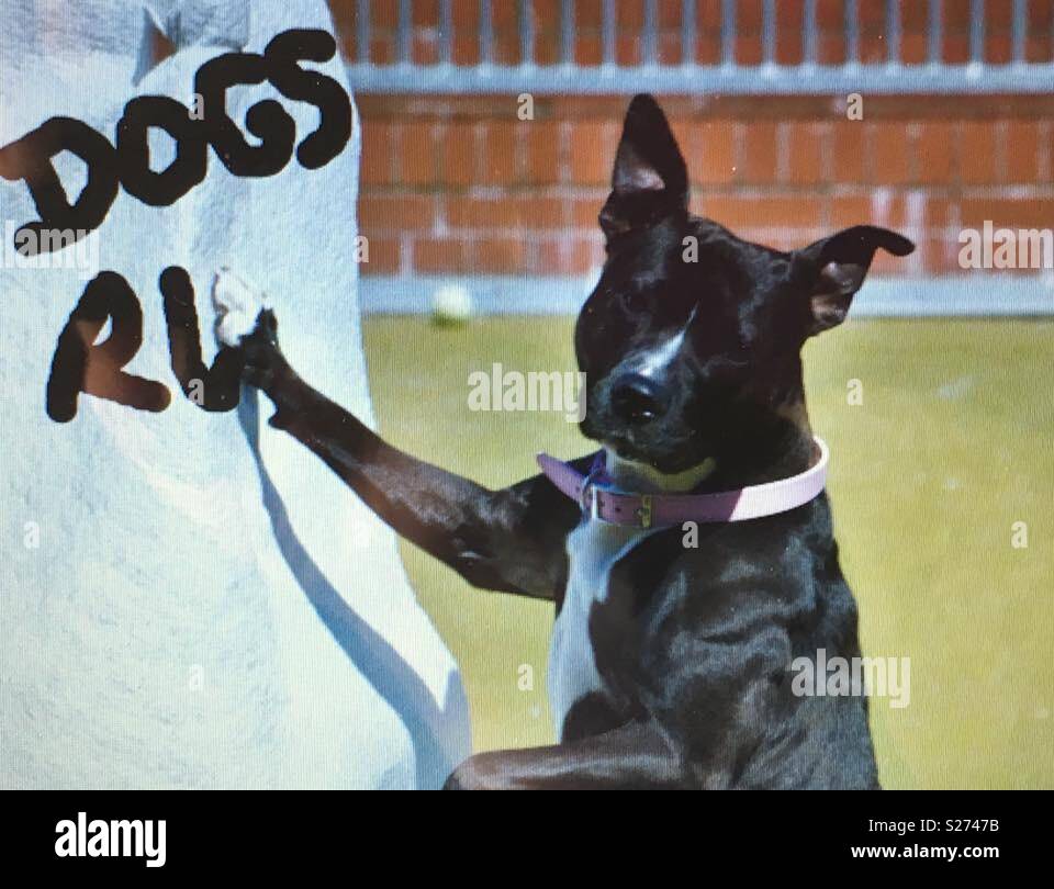 Dog writing hi-res stock photography and images - Alamy